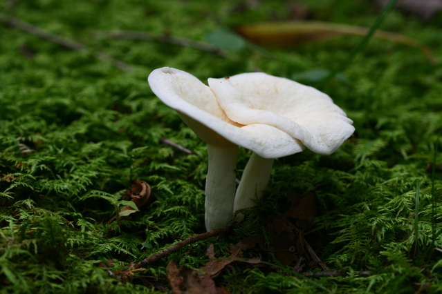 シロハツモドキ | きのこ図鑑