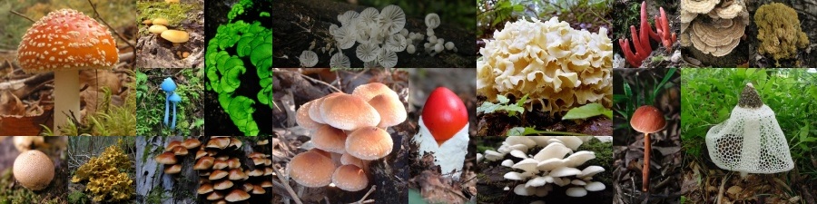 きのこ図鑑 | 種類ごとの特徴を調べるキノコ図鑑